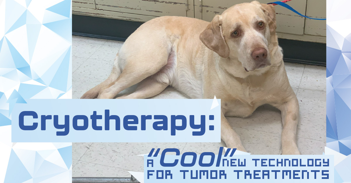Cryotherapy: A “Cool” New Technology For Tumor Treatments